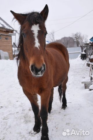 Лошадь (кобыла)