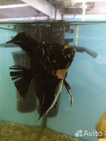 Двух рыбок скалярий отдам в хорошие руки