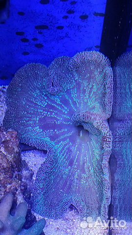 Актиния ковровая