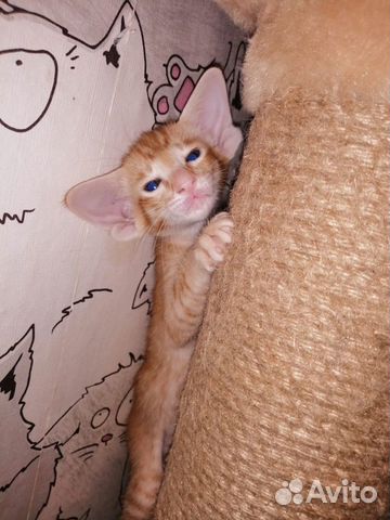 Ориентальный котенок