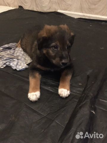 Отдам малыша в добрые руки