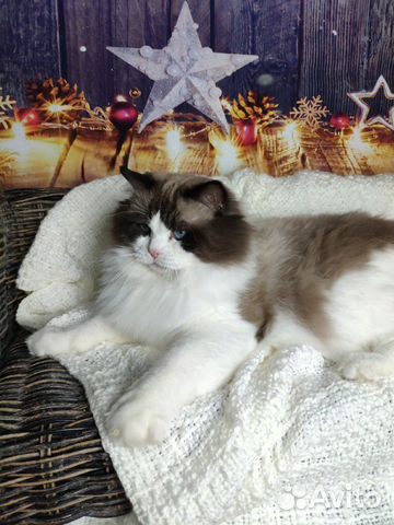 Рэгдолл интер чемпион, вязка за котенка