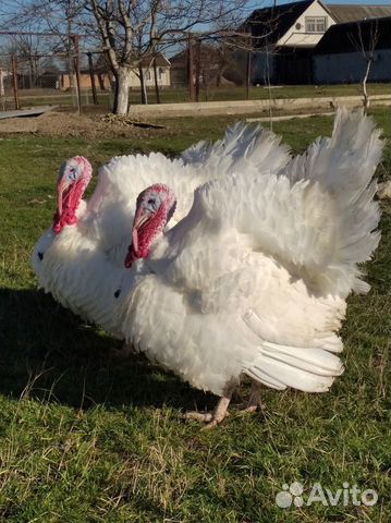 Белые широкогрудые