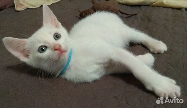Белый пушистик котенок-метис от корниш-рекса