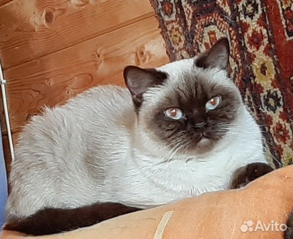 Британская кошечка, 3 года