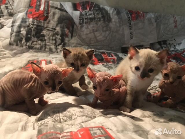 Котенок в добрые руки