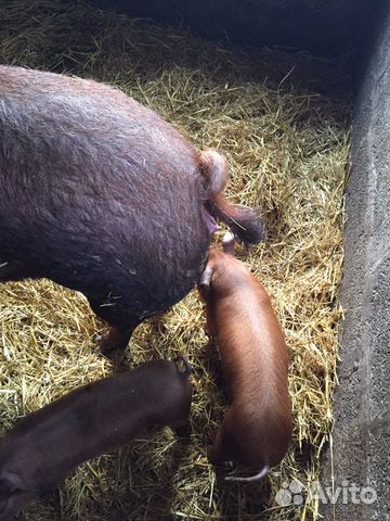 Поросята дюрок