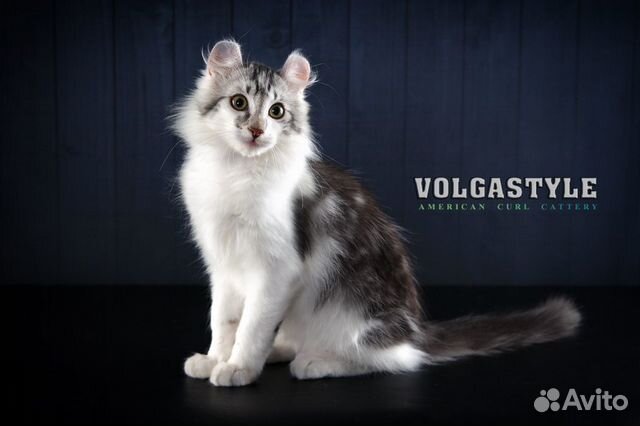 Забавные ушки-завитушки