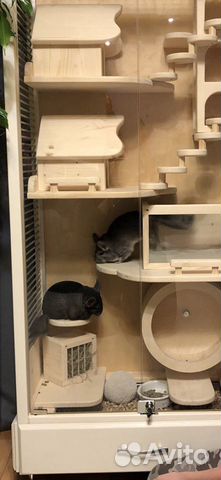 Продам двух шиншилл мальчиков с витриной