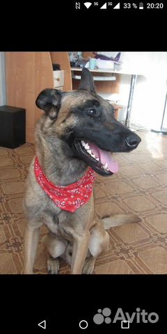 Бельгийская овчарка Малинуа