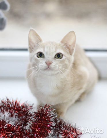 Котенок Персея ищет дом