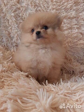 Девочка шпиц