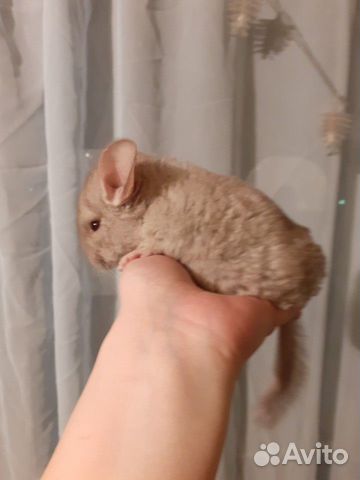 Шиншилла