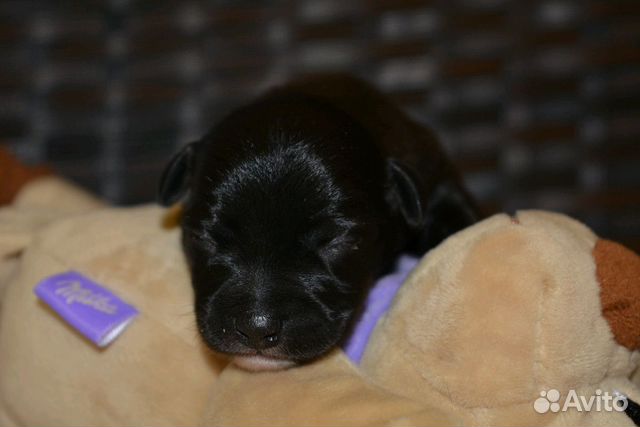 Миниатюрный пуховичек мексиканской голой