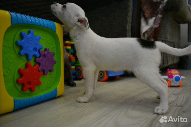 Белоснежка мексиканской голой мини