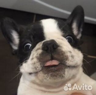 Французский бульдог