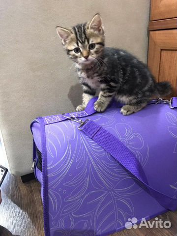 Котенок, мальчик, мама скотиш страйт