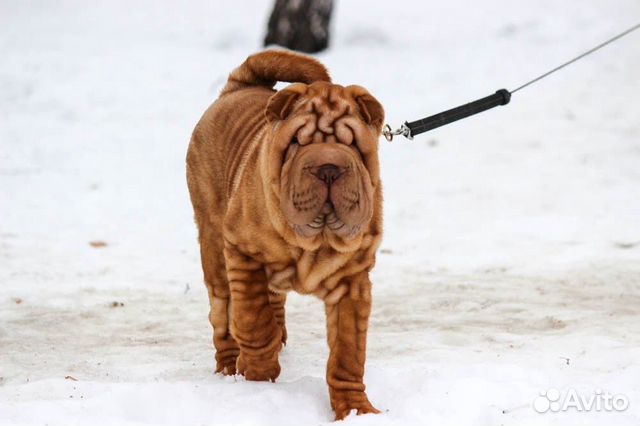 Плюшевое чудо