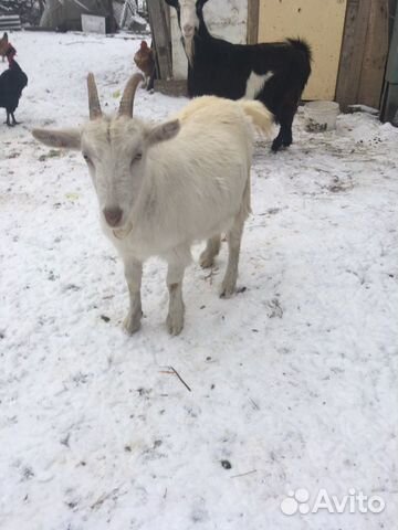 Козочка