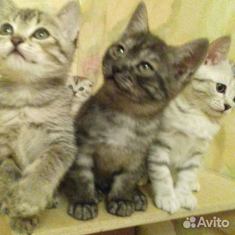 Шотландские котодетки
