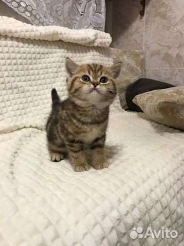 Шотландские милашки
