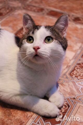 Котик Прошка