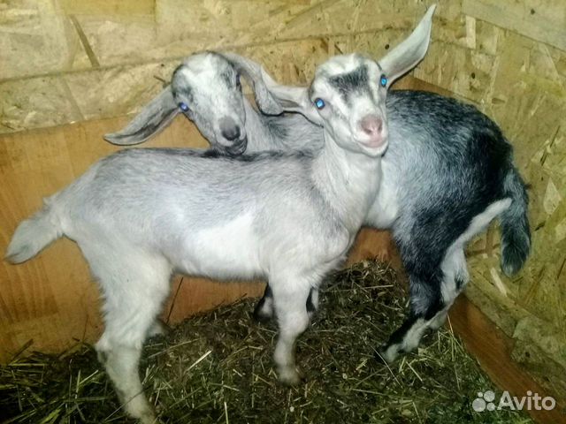 Коза и козленок нубийские 75 (25 зааненец) Родилис
