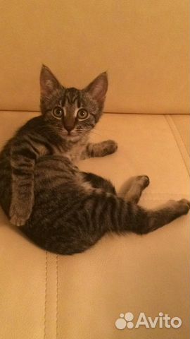 Котенок (кошечка) 2,5 мес