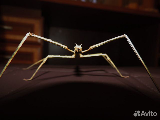 Аннамские палочники