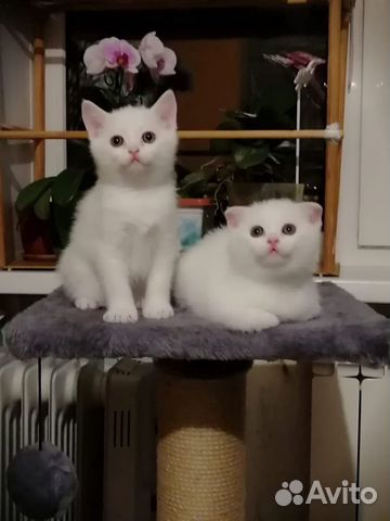 Котейки шотландские