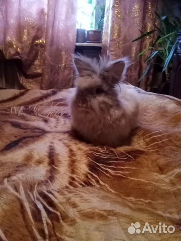 Кролик декоративный