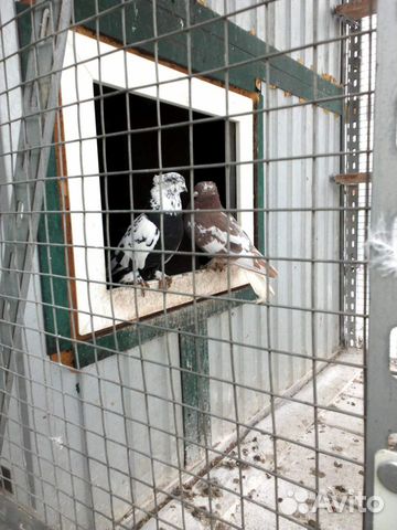 Игровые голуби