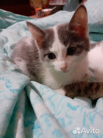 Отдам котодетку