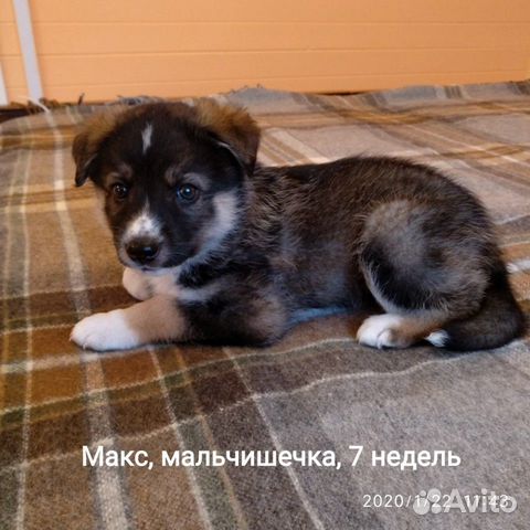 Красивые, здоровые щенки в добрые руки, любящую се