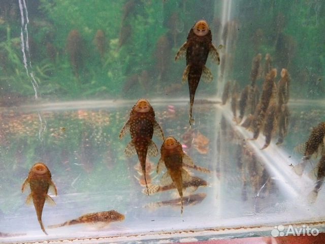 Анцитрус обыкновенный 130 штук 3-7 см