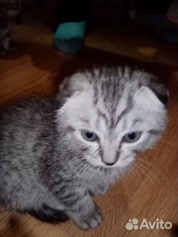Продаю котят вислоухие британцы