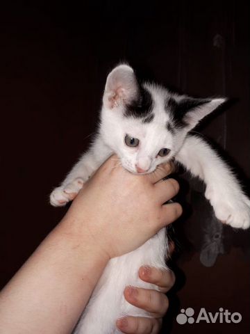 Котенок Пушок
