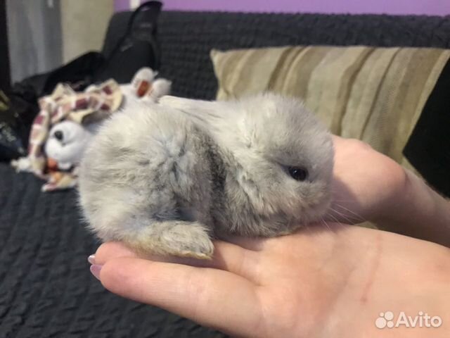Крольчата декоративные
