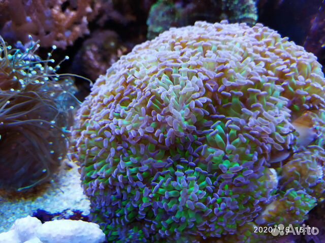 Продам эуфилию