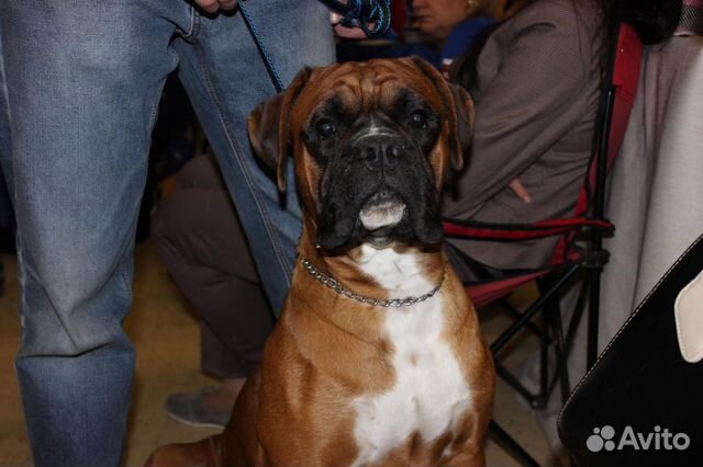 Боксер вязка