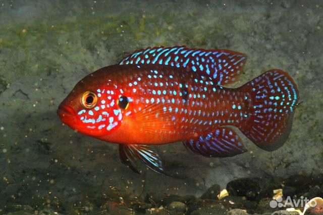 Хромис Красавец