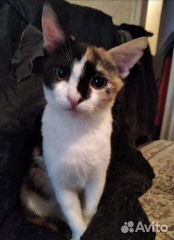 Кляксочка, 5 месяцев