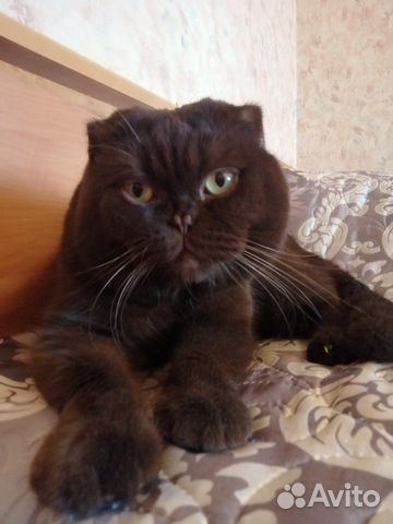 Вязка шоколадного шотландца