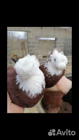 Продам голубей