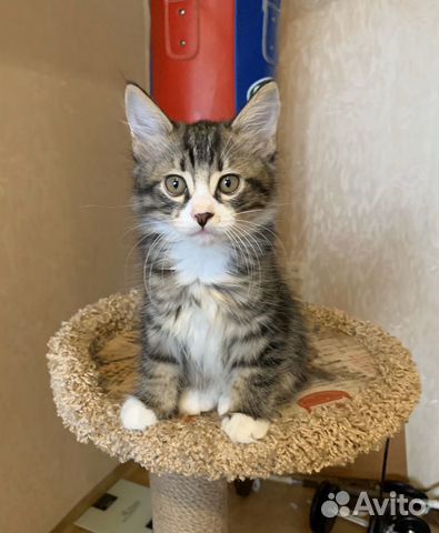 Курильский бобтейл, котик, 3 месяца