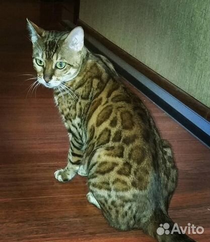 Котенок бенгал кошечка