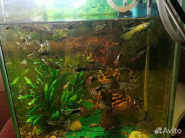 Гуппи в добрые руки