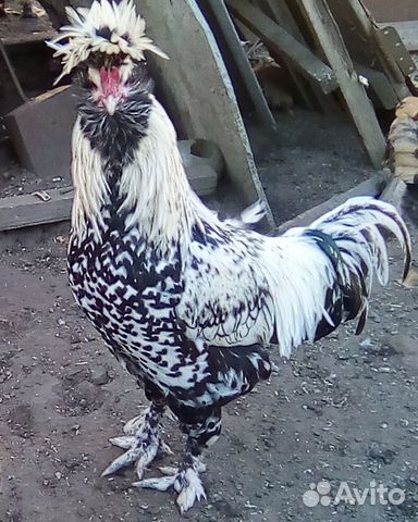Инкубационное яйцо Павловской породы Серебро