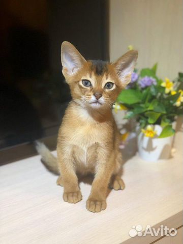 Очень яркие абиссинские котята