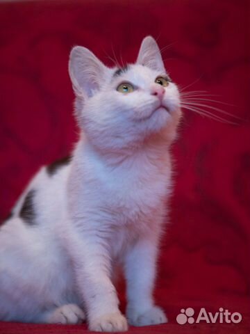 Котенок Бенжамин, 4.5 месяца